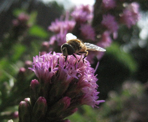 Syrphid Fly | Project Noah
