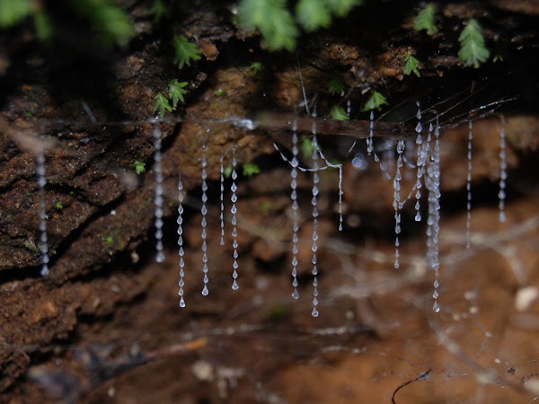 Glow Worms (Titiwai) | Project Noah