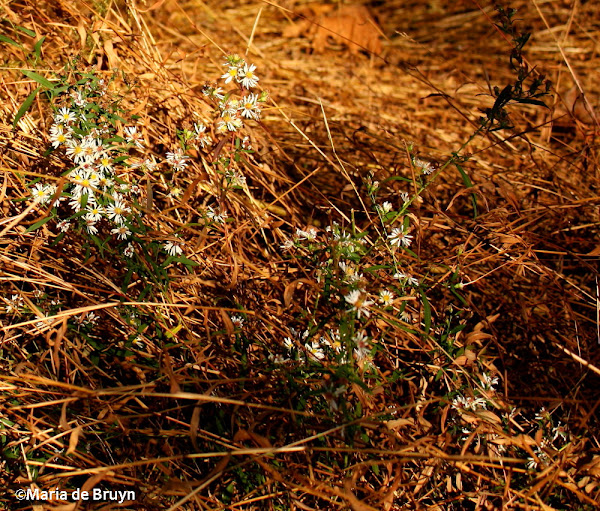 Calico aster | Project Noah