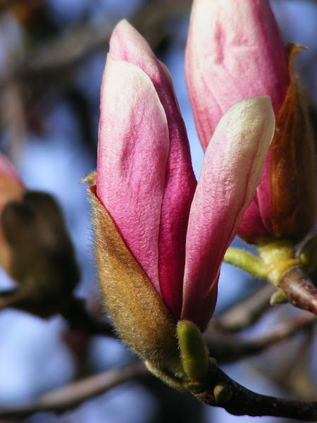 Tulip Tree | Project Noah