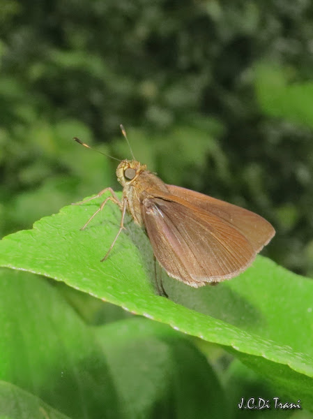 Skipper | Project Noah