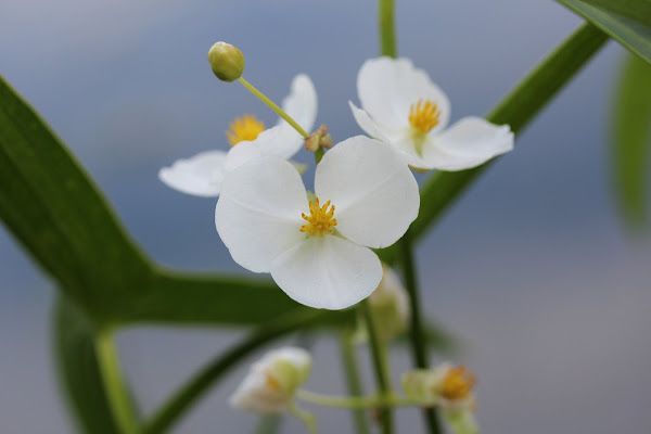 Arrowhead plant | Project Noah
