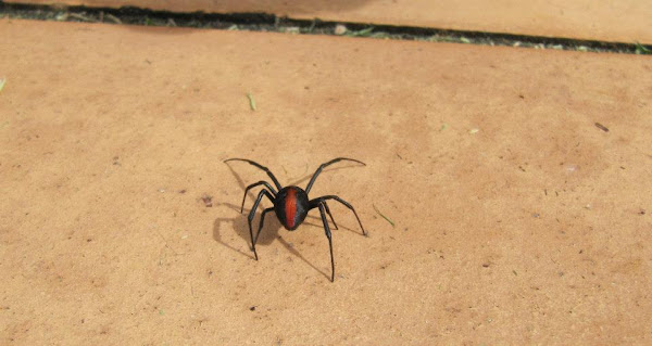 Redback spider | Project Noah