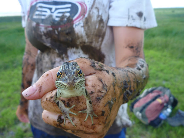 Northern Leopard Frog | Project Noah