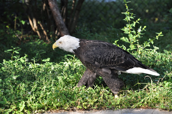 Bald Eagle | Project Noah
