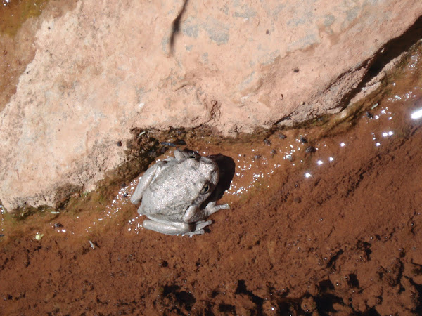 Canyon treefrog | Project Noah