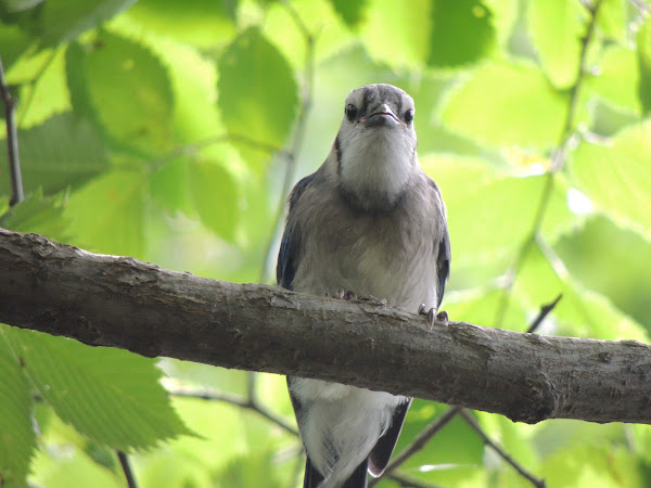 Blue Jay | Project Noah