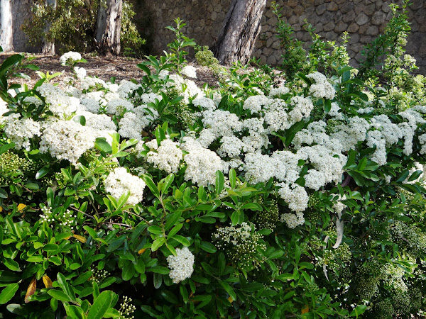 Espírea | Project Noah