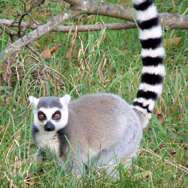 Ring Tailed Lemur | Project Noah