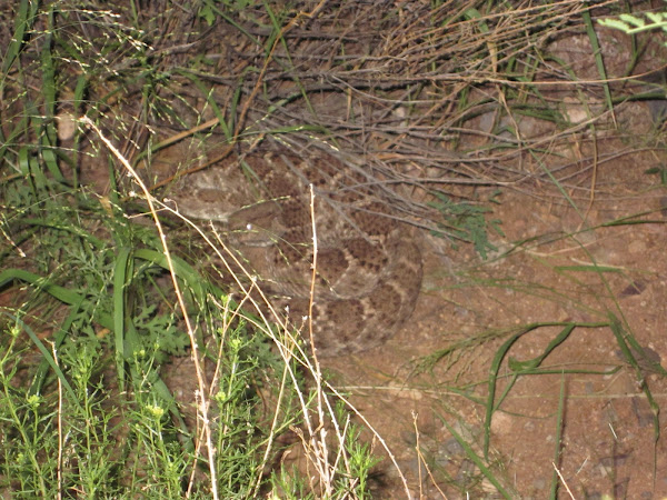 Western Diamondback Rattlesnake | Project Noah