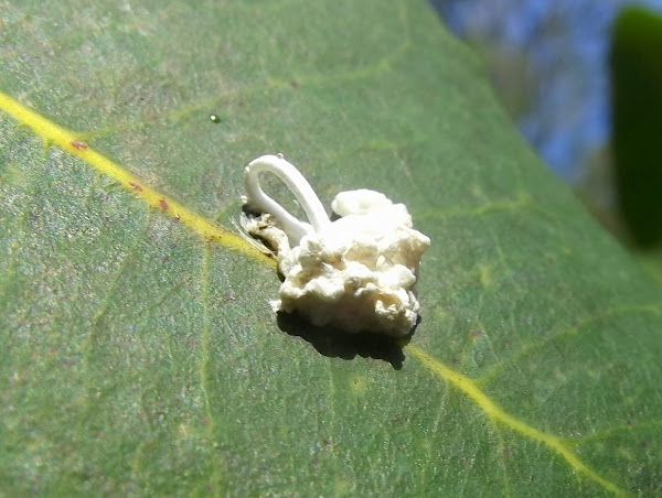 ? Mealy bug | Project Noah