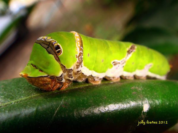 Common Lime Butterfly Larva | Project Noah