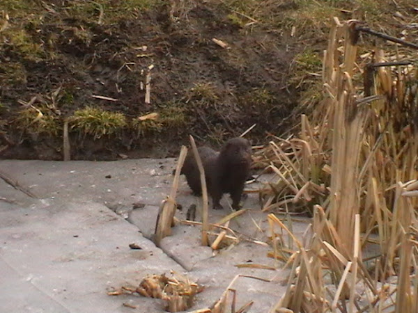 ferret | Project Noah