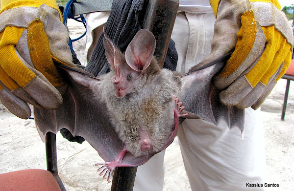 Big Eared Woolly Bat | Project Noah