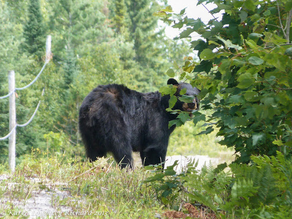 American black bear | Project Noah