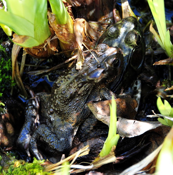 Green Frog | Project Noah