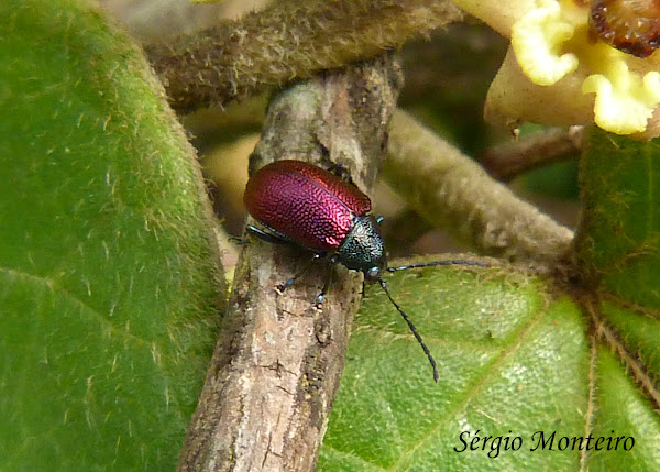 Leaf beetle | Project Noah