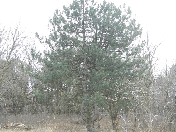 Eastern White Pine | Project Noah