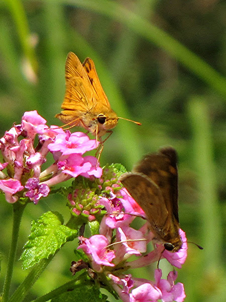 Fiery Skipper | Project Noah