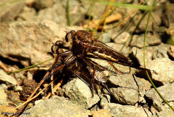 Robber flies, mating | Project Noah