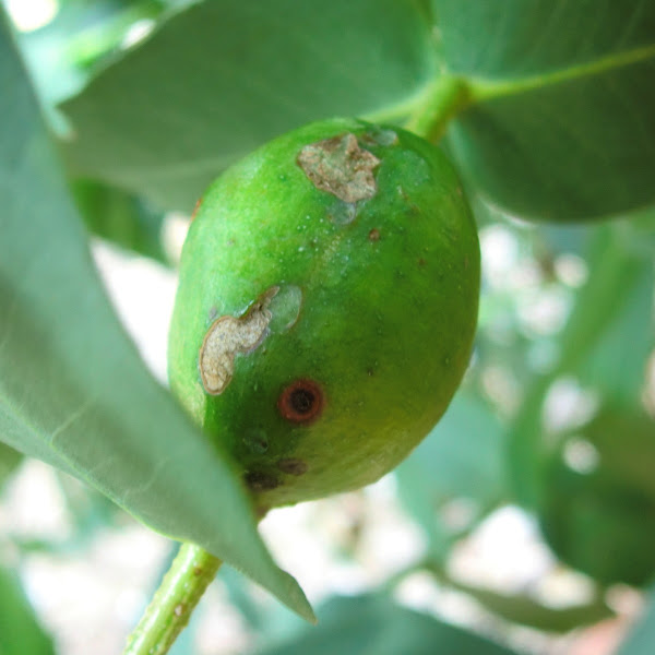 E globulus stem gall | Project Noah