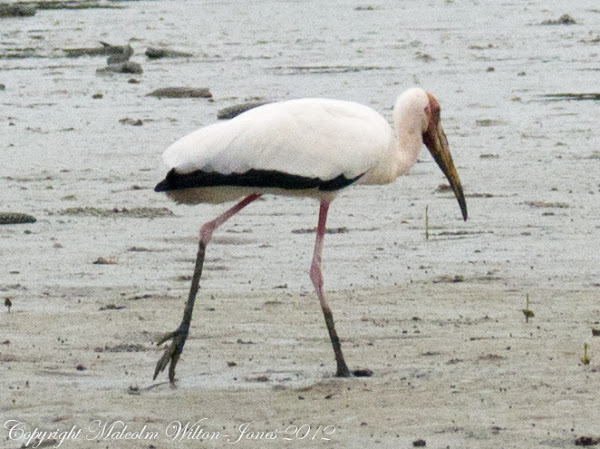 Milky Stork | Project Noah