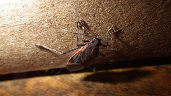 Boxelder Bug | Project Noah