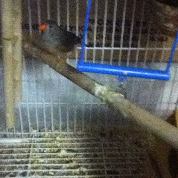 Zebra finch | Project Noah
