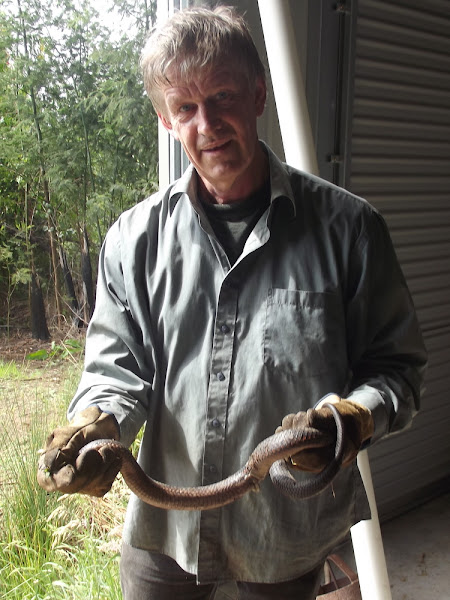 Copperhead snake | Project Noah