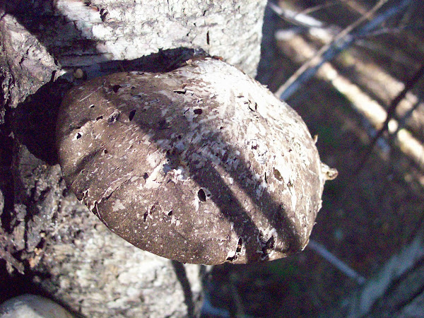 Birch polypore | Project Noah