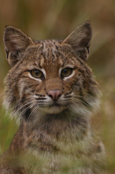 Bobcat | Project Noah