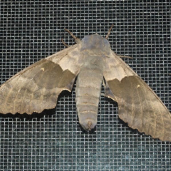 Poplar Sphinx Moth | Project Noah