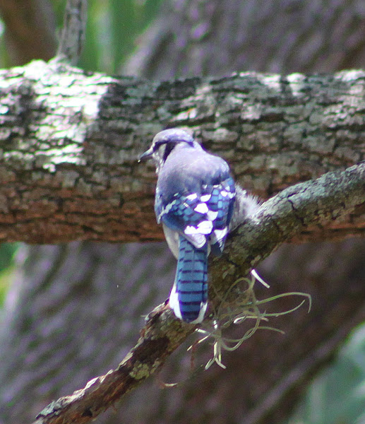 Blue Jay | Project Noah
