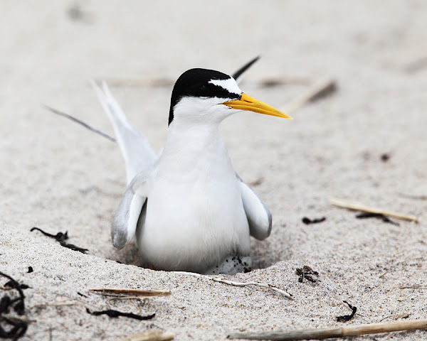 Least Tern | Project Noah