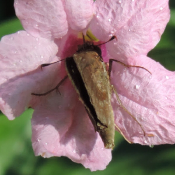 Clouded Skipper | Project Noah