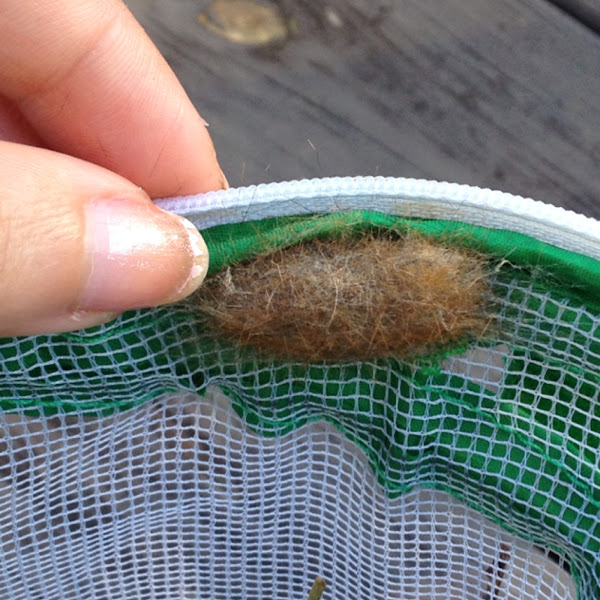 Virginia Tiger Moth (cocoon) | Project Noah