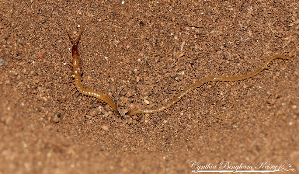 Antlion larvae vs Soil Centipede | Project Noah