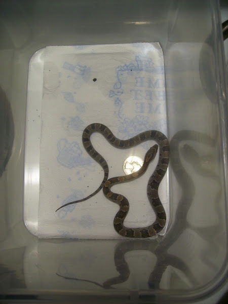 Corn snake | Project Noah