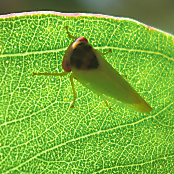 Green hopper #2 | Project Noah