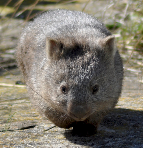 Common wombat | Project Noah