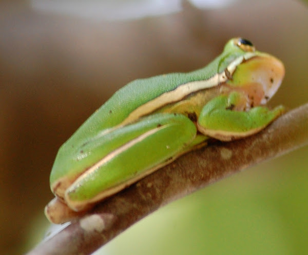 Green Treefrog | Project Noah
