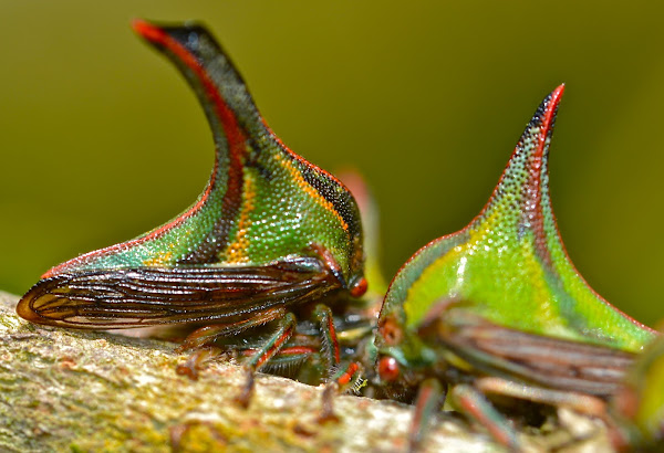 Thorn Treehopper | Project Noah