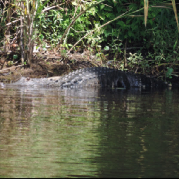 American Alligators | Project Noah
