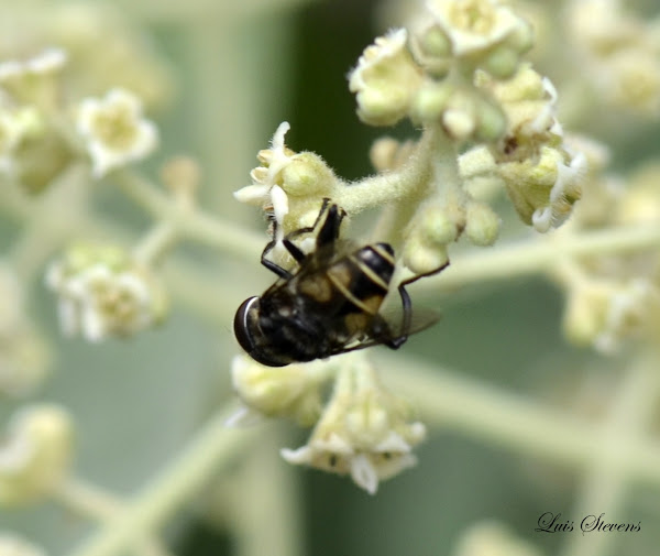 Drone Fly | Project Noah