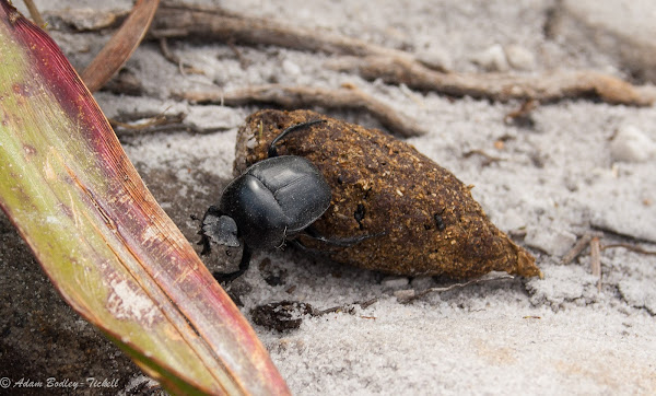 Dung beetle | Project Noah