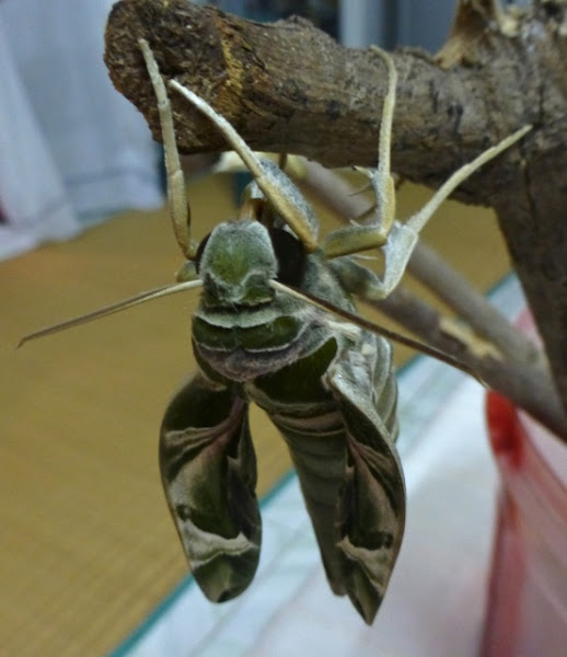 Oleander Hawk Moth | Project Noah
