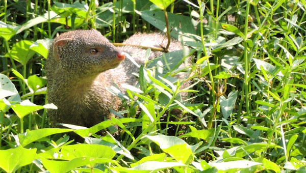 Indian grey mongoose | Project Noah