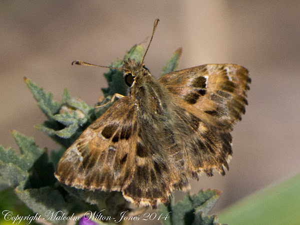 Mallow Skipper | Project Noah