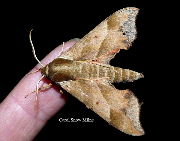Virginia Creeper Sphinx Moth | Project Noah