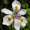 Large wild iris, Fairy Iris | Project Noah